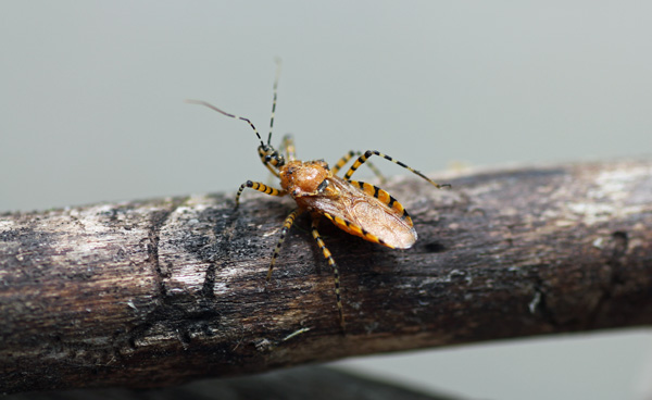 MObugs: Sycamore Assassin Bug