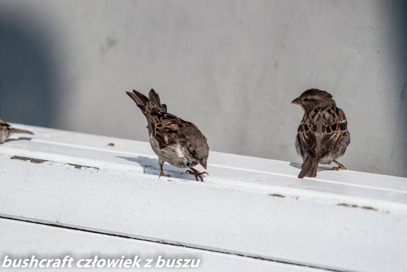 To Wróbel, a może Mazurek?