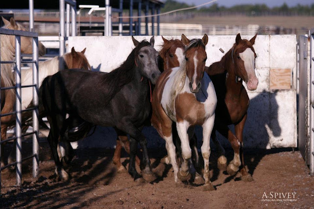 Michelle Deden Mustang Makeover: Mustang Magic 2012