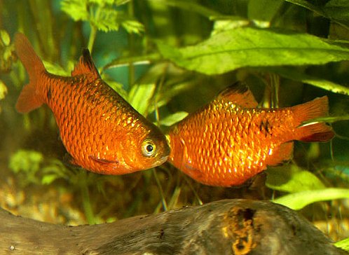 PEZ BARBO ZOOAQUARIUS