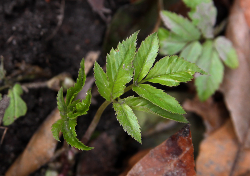 Healing Weeds: Ground Elder