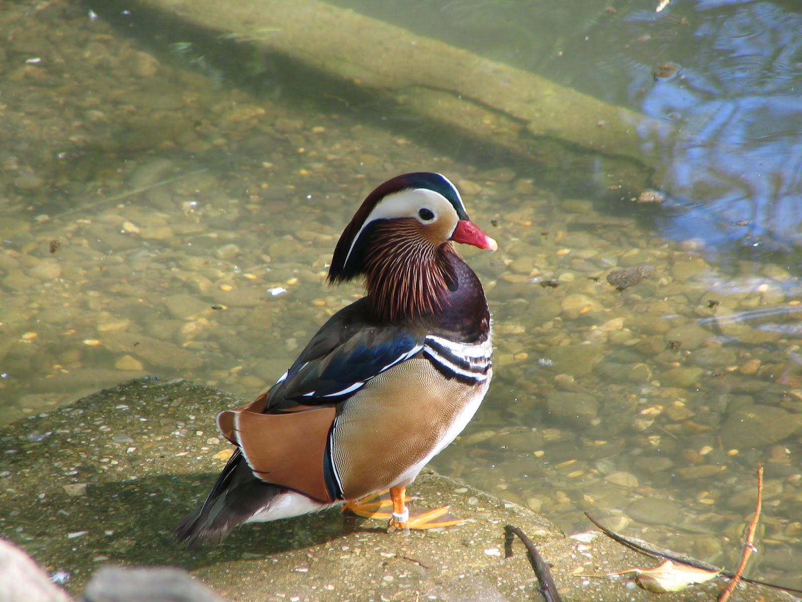 LA MULȚI ANI, ROMÂNIA!: Rata mandarin