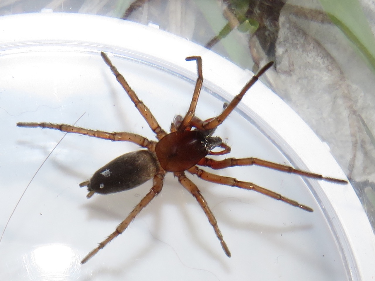 BugBlog: Gnaphosidae: ground spiders