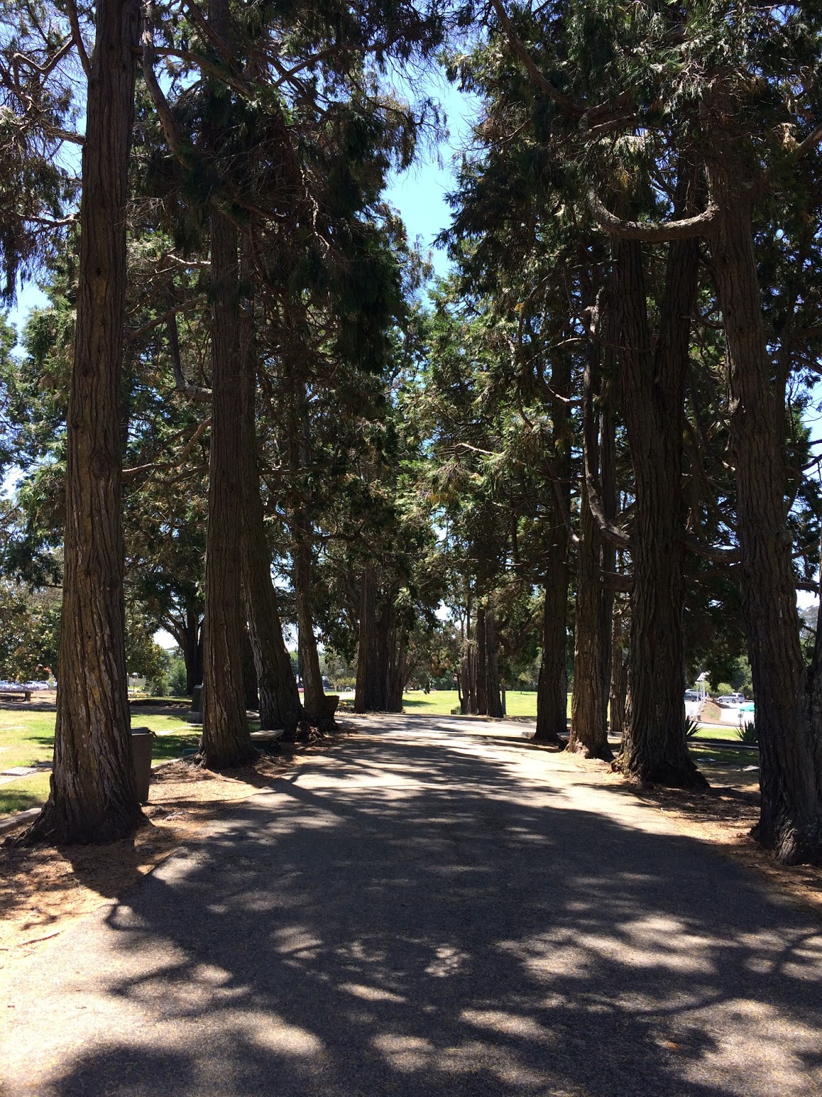 Trees of Santa Cruz County: Calocedrus decurrens - California Incense Cedar
