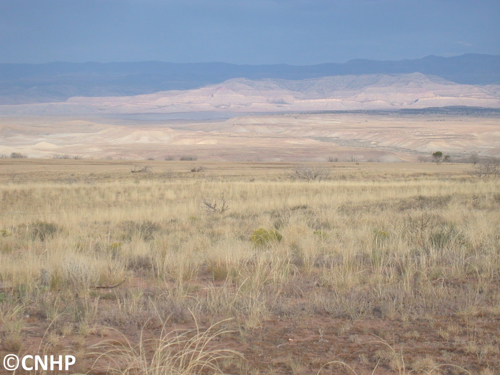 CNHP Blog: Ecological systems: Grasslands