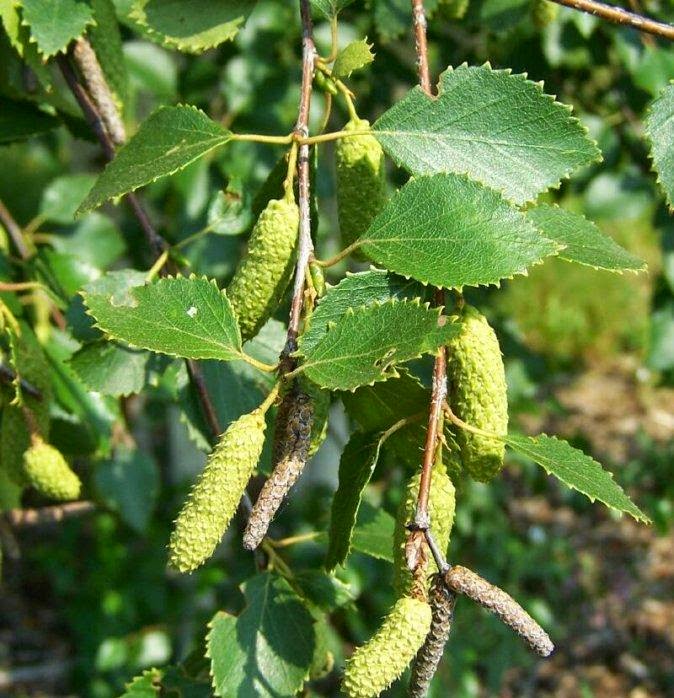 ΣΗΜΥΔΑ - Betula Pendula | ΒΟΤΑΝΟΘΕΡΑΠΕΙΑ . ΘΕΡΑΠΕΥΤΙΚΑ ΦΥΤΑ ΚΑΙ ΒΟΤΑΝΑ