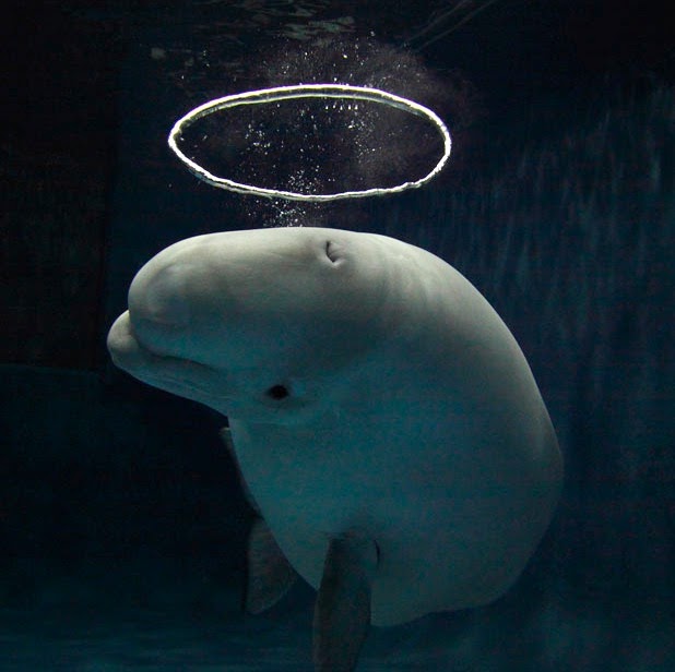Biologia-Vida: Você sabia que belugas brincam igual criança? / Did you ...