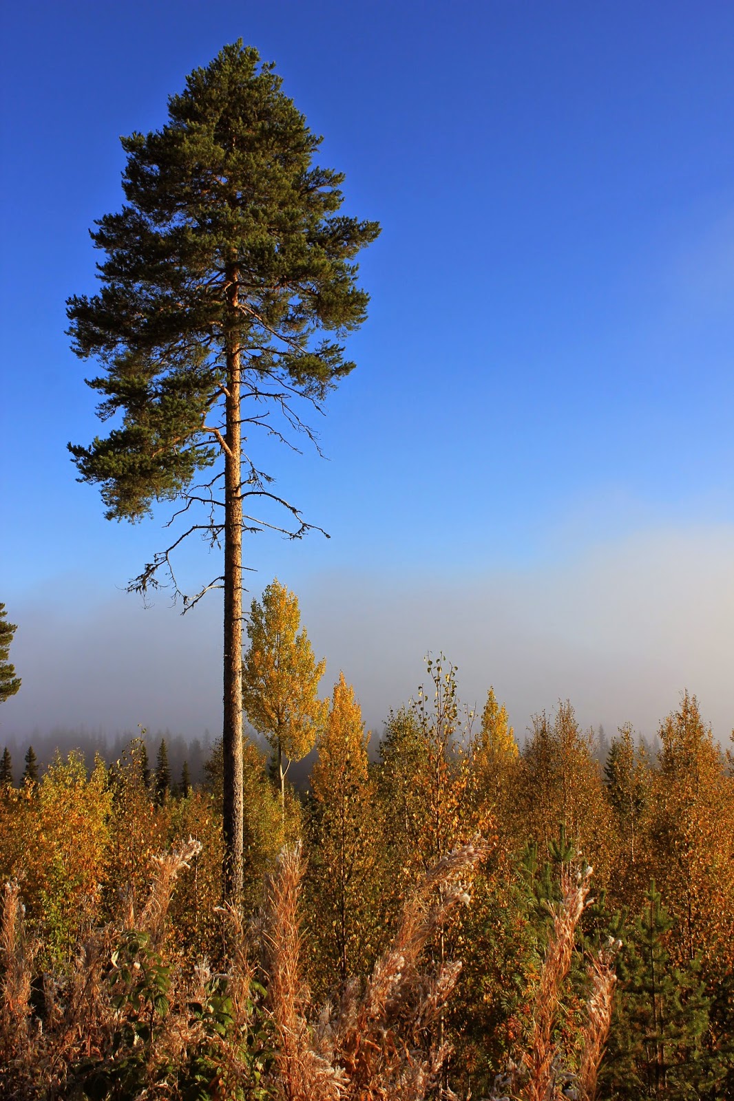 SVEAS C1: Sveriges geografi och natur