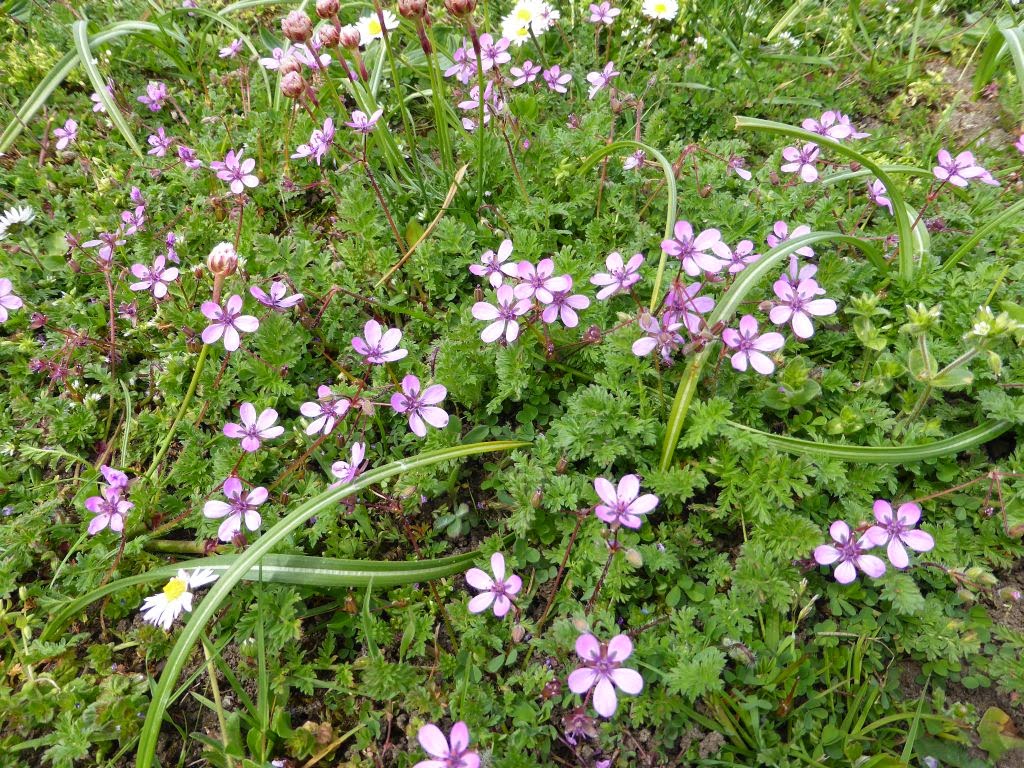 Erik Brejl: Hejrenæb