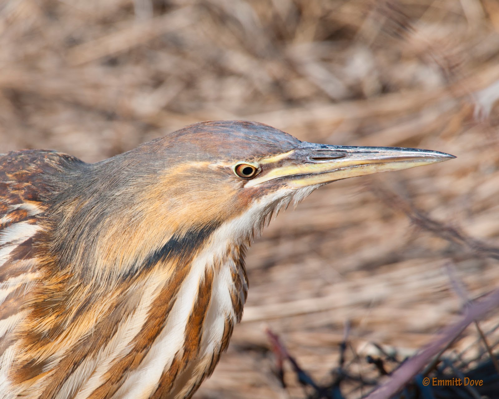 Emmitt's Teardrop Adventures: American Bittern