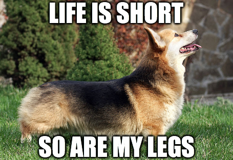 Top 8 Funny Corgi Memes that Make You Feeling Happy - Buzz pets
