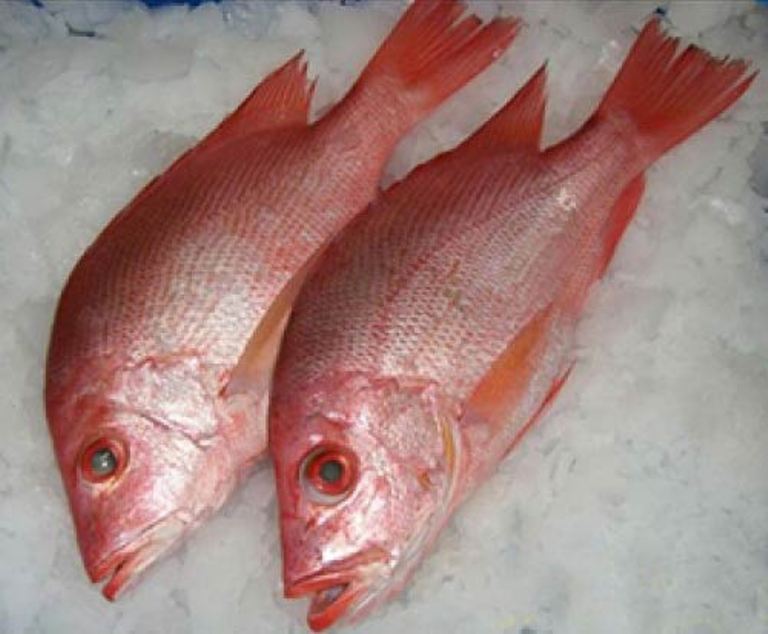 Red Snapper Fish Wholesale | Pasteurized Crab Meats, Pasteurized Crab ...