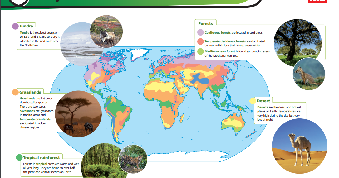 Let's learn English!: PRIMARY 6. ECOSYSTEMS!