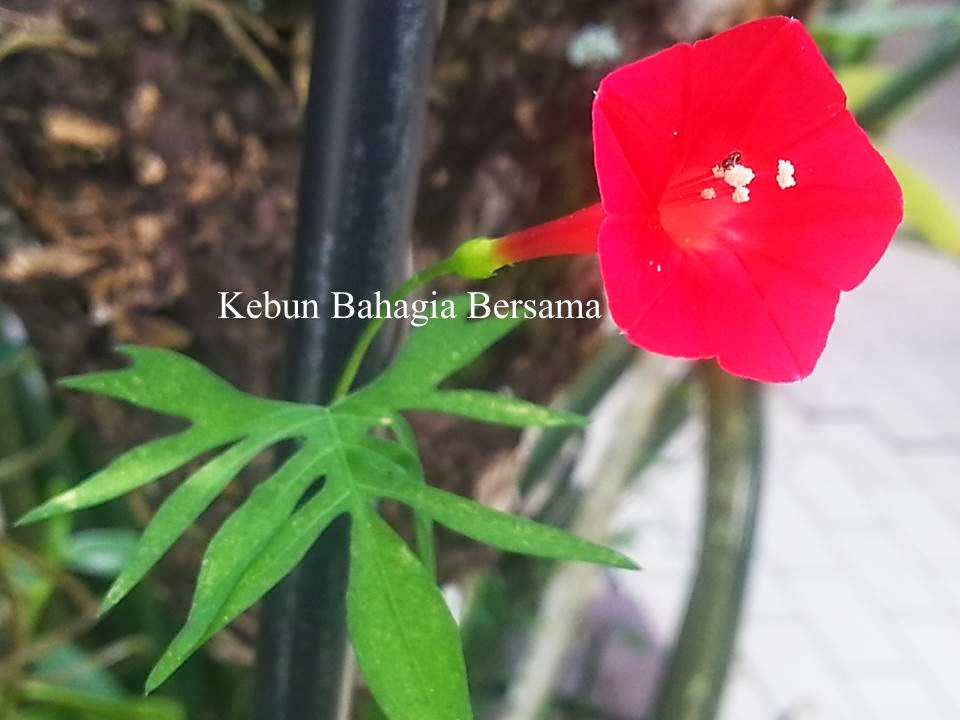 Kebun Bahagia Bersama: Cardinal Climber (Ipomoea multifida)