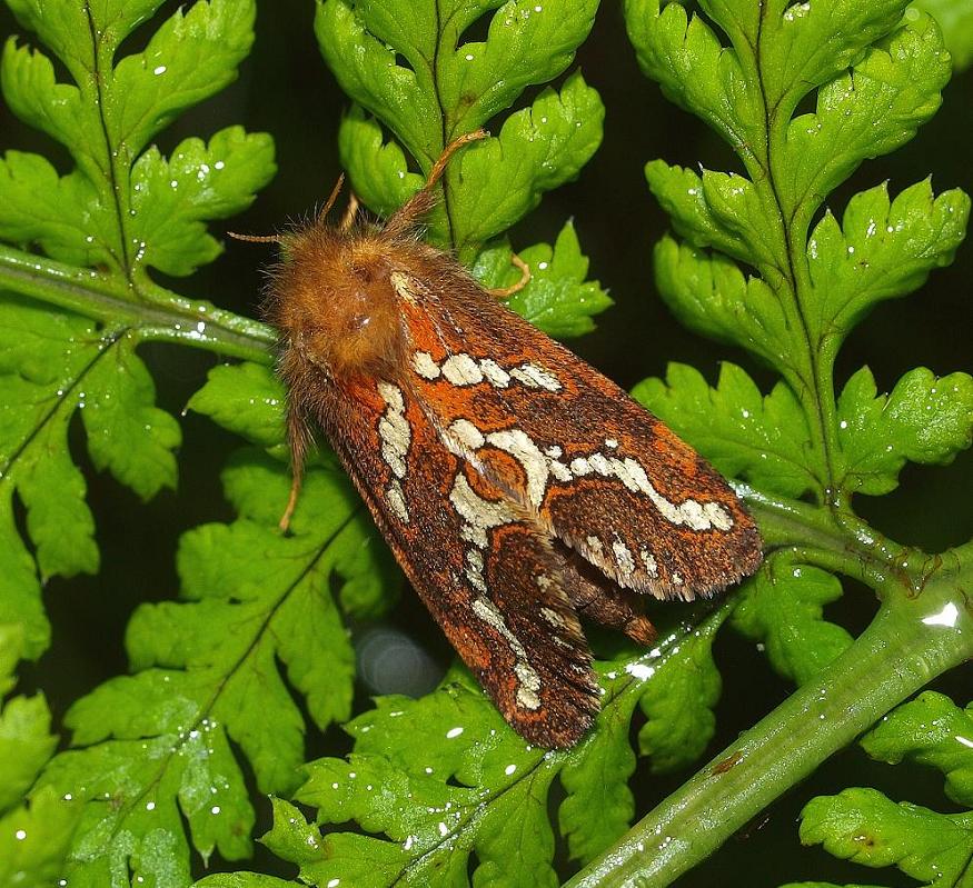 Glamorgan Moth Recording Group: County List - Macros