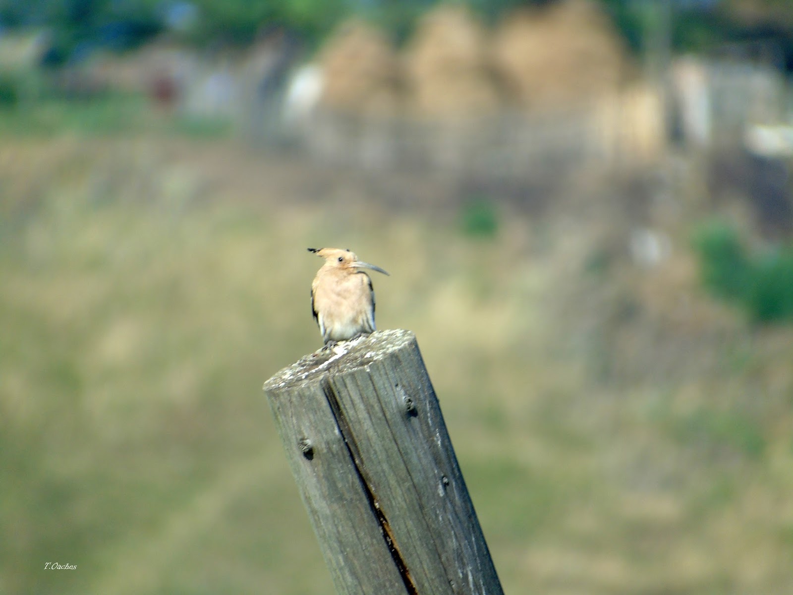 PASARI DIN ROMANIA: PUPAZA, Upupa epops