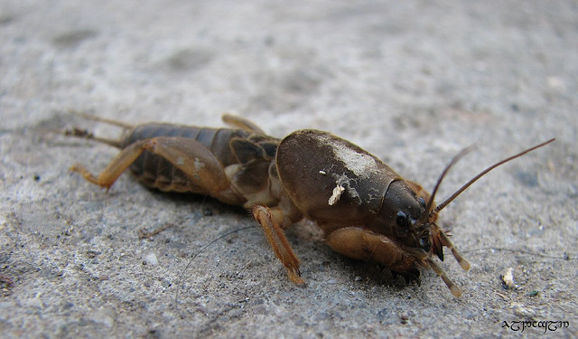 Pecanje saveti: Mamci za mrenu