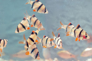 Ikan Tiger Barb