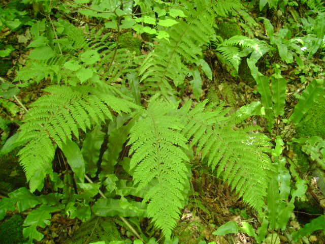 Sfaturi Utile: Feriga