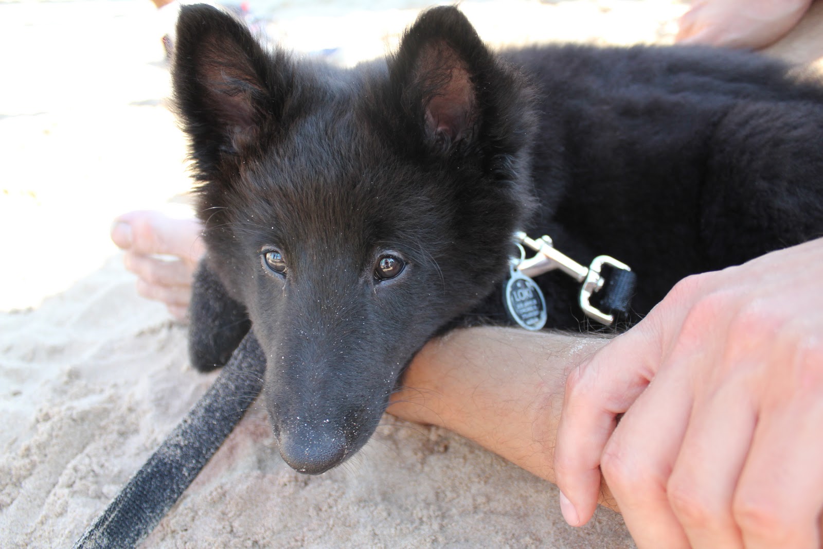 Puppies and Boys Who Drop Trou at the Beach | Motherhood and More