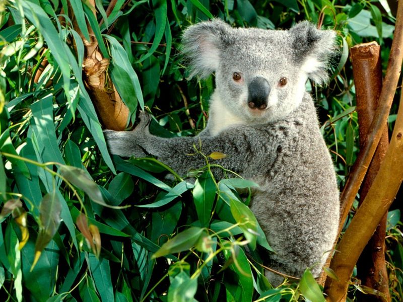 ¿Cuáles son los animales más lentos del mundo? | PREGUNTAS Y RESPUESTAS
