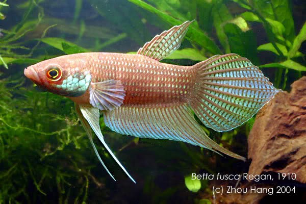 Jual Ikan Hias Murah | Ikan Cupang