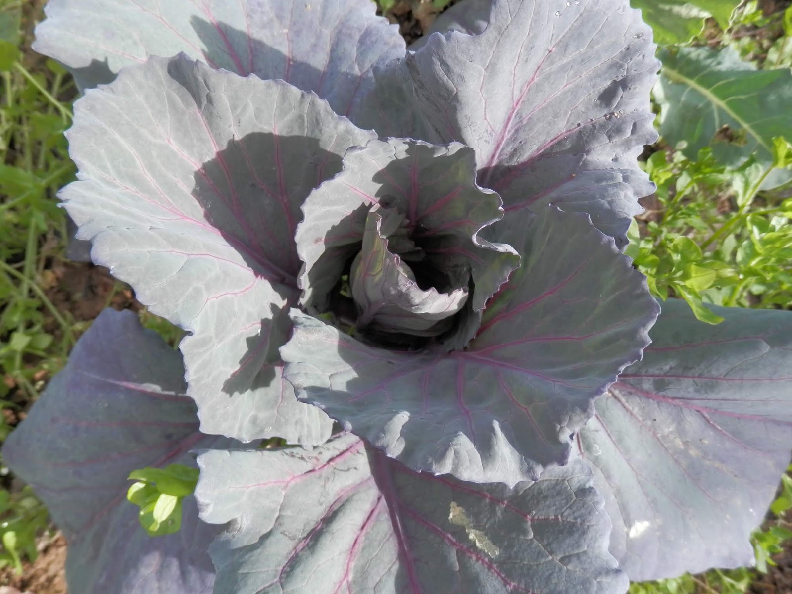 Perfumes y luces de Extremadura: Col y lombarda.