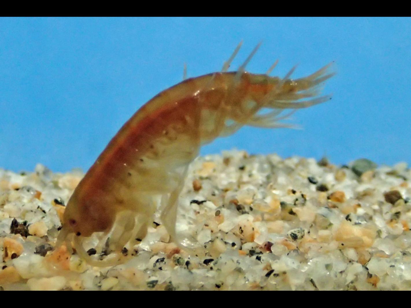 SOFT~HACKLE JOURNAL: A Close Look At Freshwater Scuds