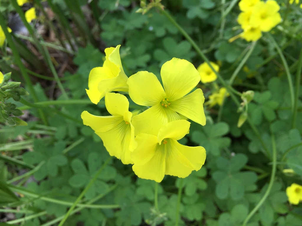 DIVAGAR SOBRE TUDO UM POUCO - Poemas, Flores, Pinturas, Férias: Flores ...