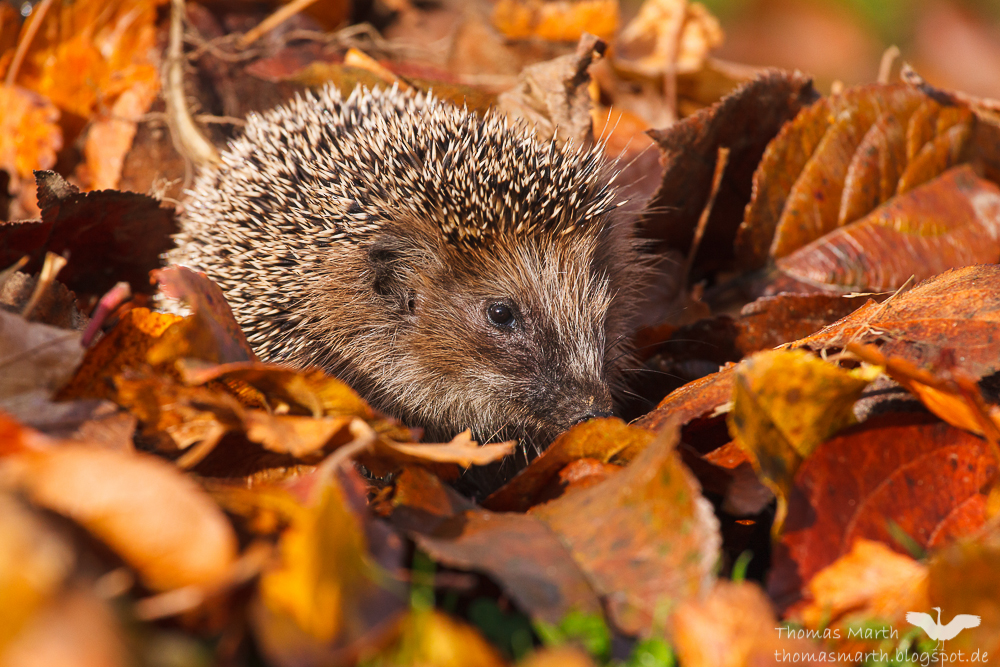 Thomas Marth Naturfotografie: Igel