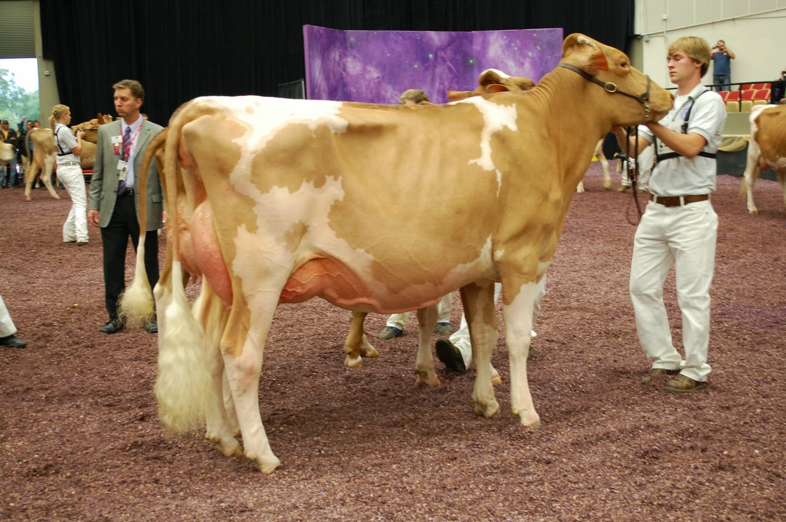 NEWS: NGS-Madison Cow Show