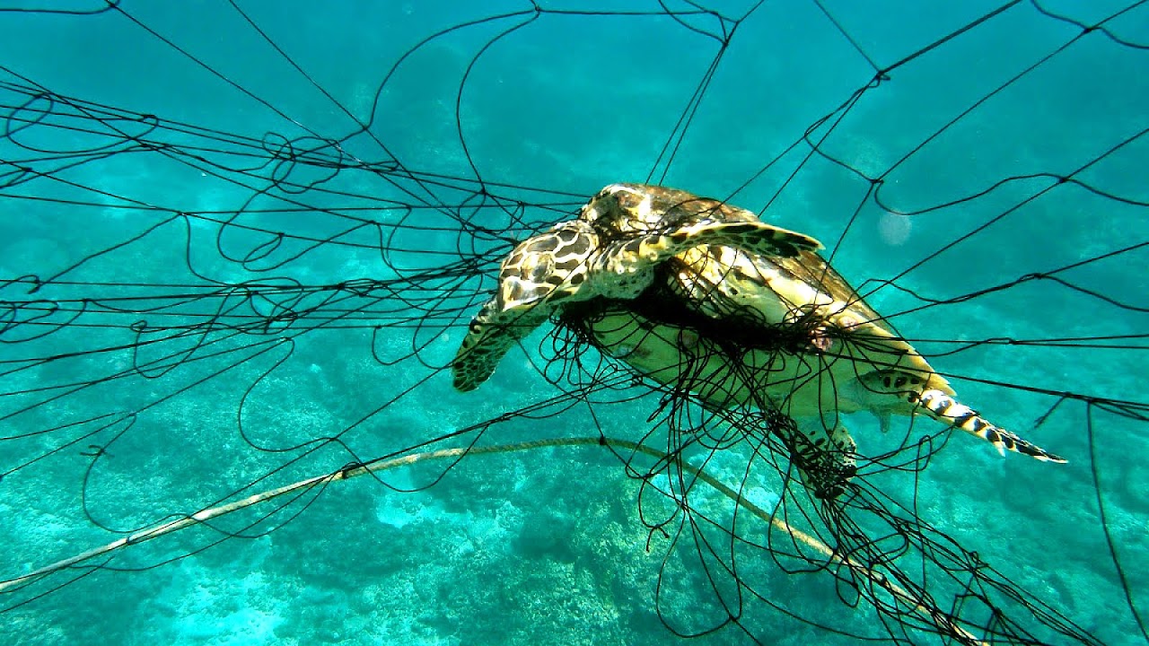 Why Is The Hawksbill Sea Turtle Endangered - Danger Choices
