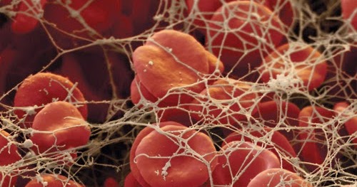 PRÁCTICA 4: FIBRINÓGENO (24/01/18)