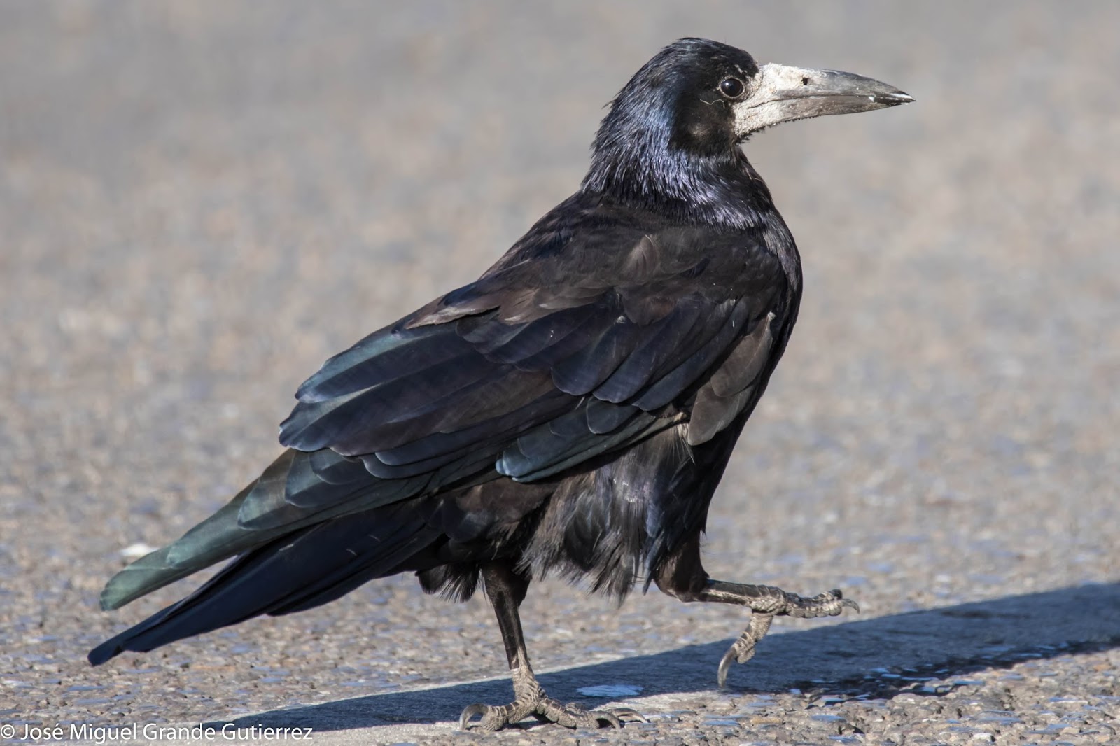 AVECEDARIO2016-UN MUNDO MARAVILLOSO: Graja (Corvus frugilegus)-Rook ...