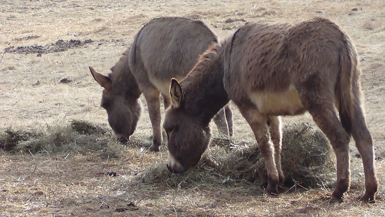 WATERFALL ROAD: DONKEY COLOR
