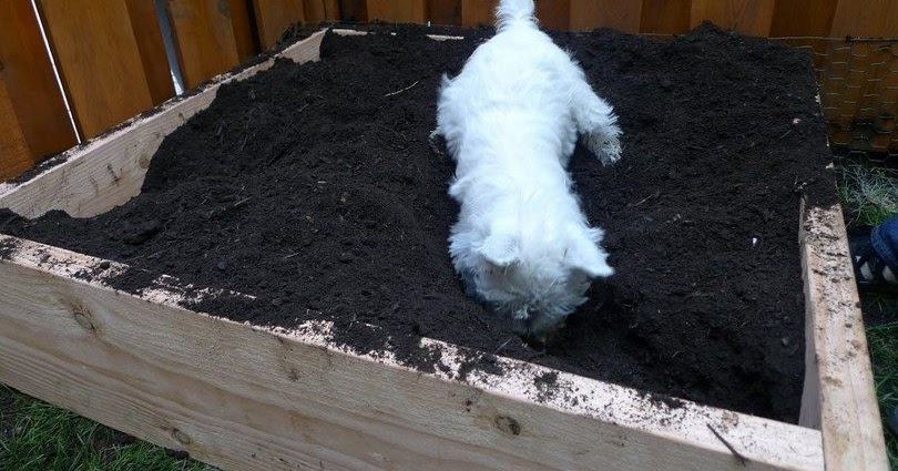 It's a Dog's World: What Is A Dog Digging Pit?