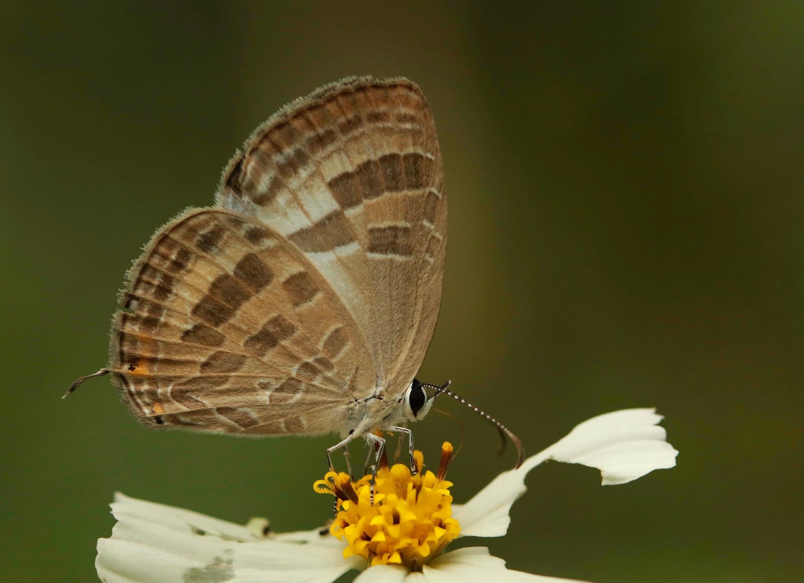 Butterflies of Vietnam: 94. Jamides celeno aelianus (The Common Cerulean)