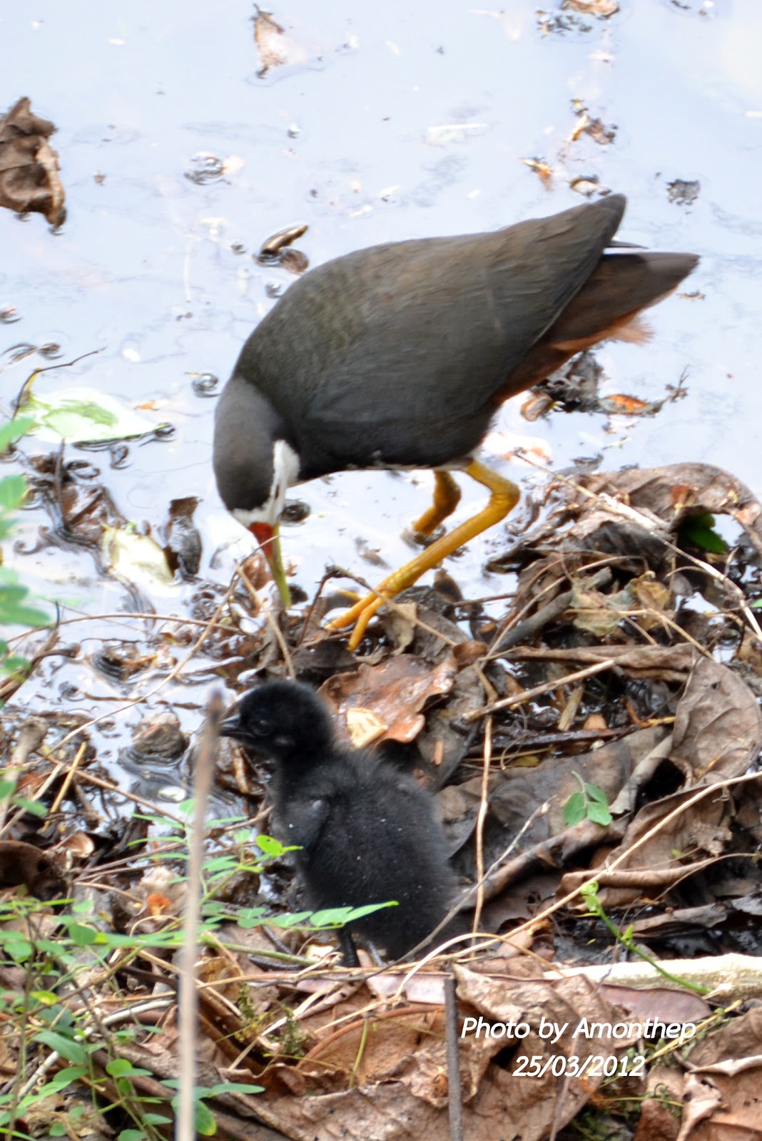 Bangkok Birds: นกกรุงเทพ: นกกวัก (White-breasted Waterhen)