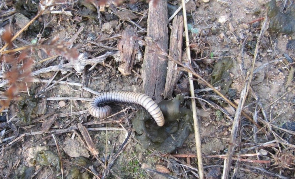 Mis experiencias mis imágenes: Milpiés (Diplópodos)