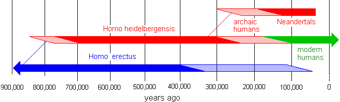 Dirk Drubbel: De weg naar Homo sapiens (deel 6 : De Homo heidelbergensis)
