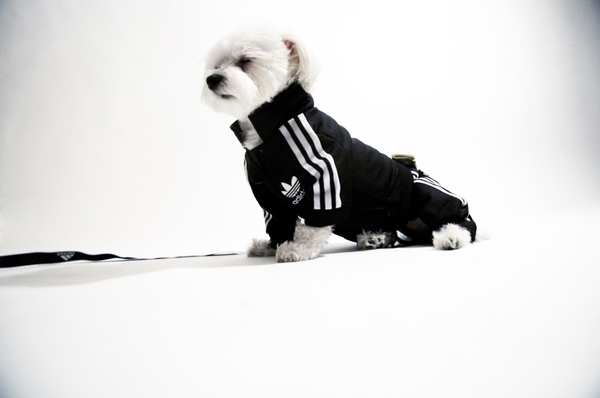 Juicy Dog Couture: Adidas Dog