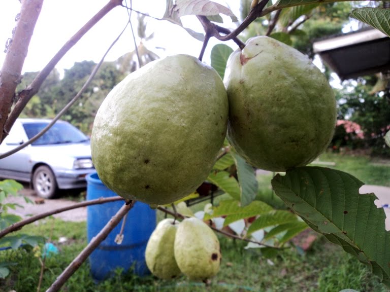 20+ Pokok Jambu Batu