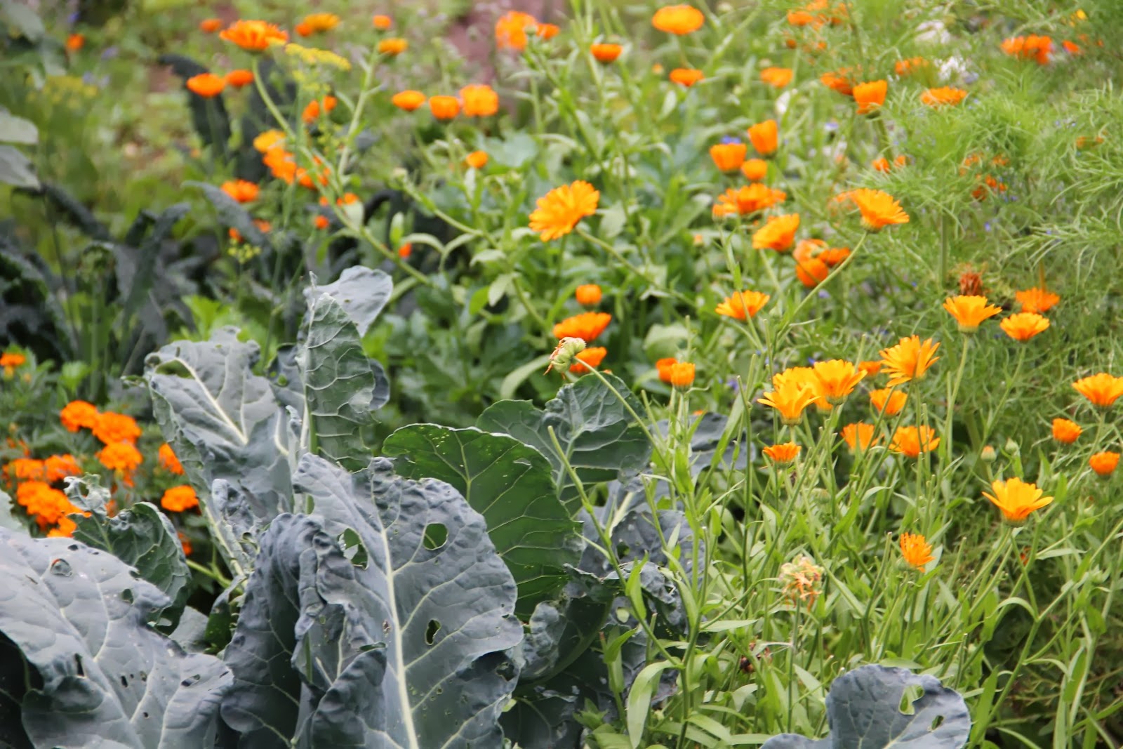 Žvilgsnis į vasaros pievą...