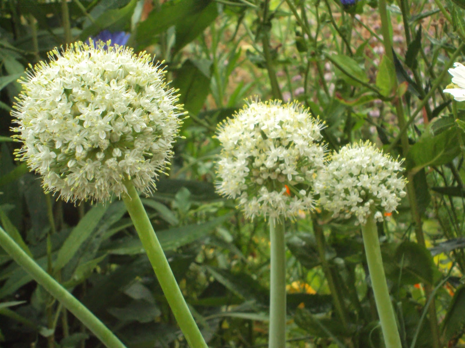 junio 2014 | En torno al huerto.