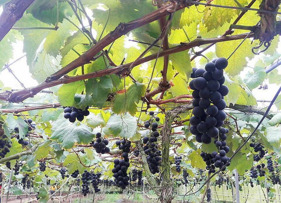 Semua Menjadi: Ladang Anggur Blue Valley Cameron Highland