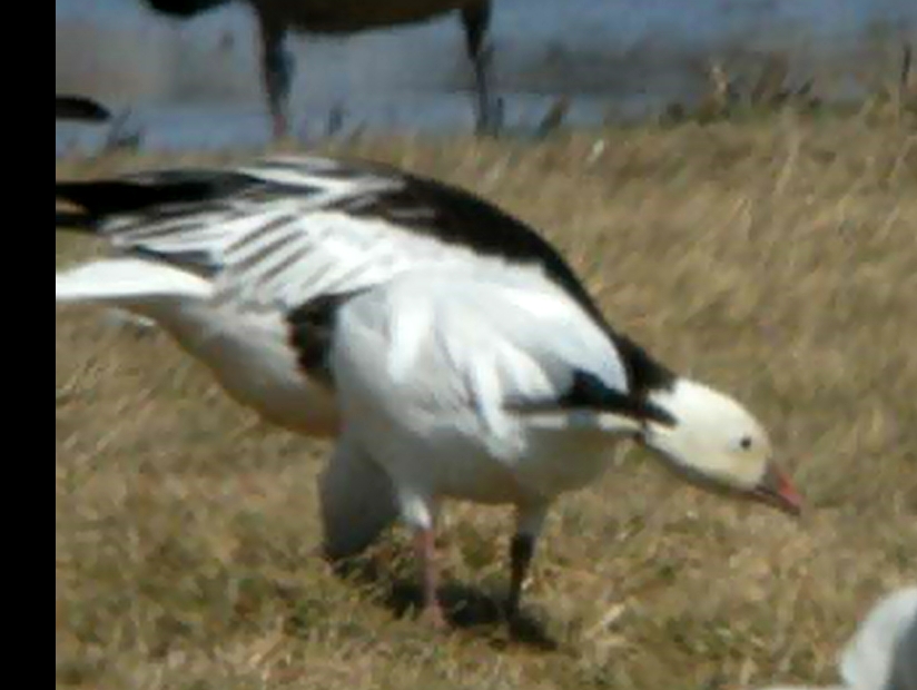 Avian Tendencies: possible dark morph Ross's Goose- an ID quandary