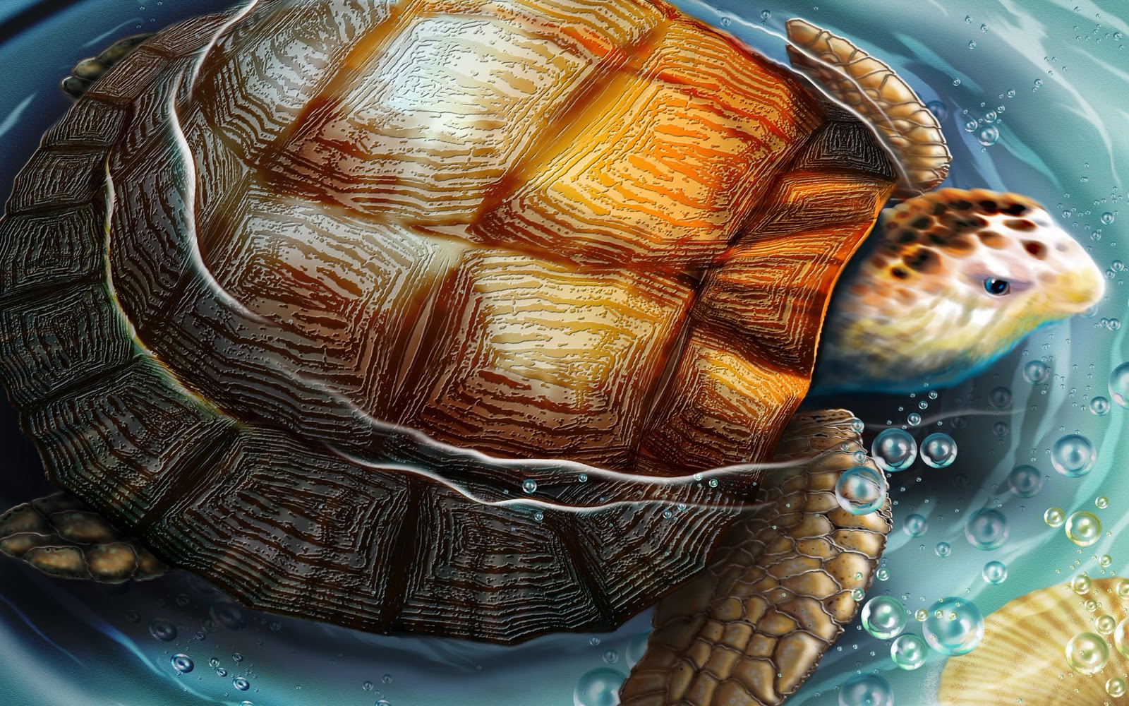 Schildpad Wallpapers