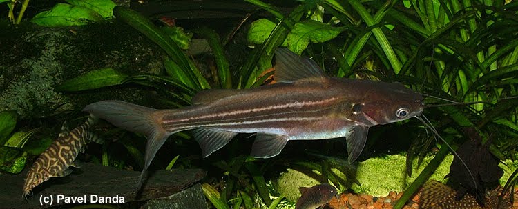 Biology of Animals: Mystus vittatus (tengra/striped dwarf cat fish)