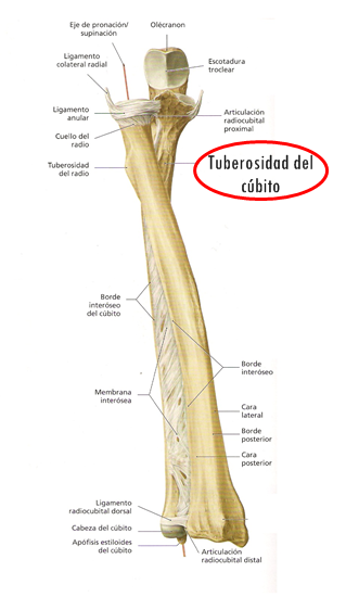 Ej: Tuberosidad del cúbito