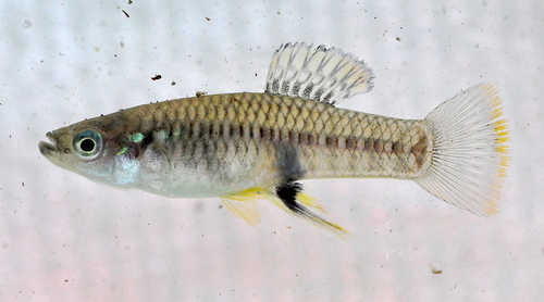 ECOSISTEMAS DE COSTA RICA: LAGUNA ARENAL